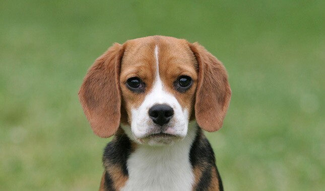 Top 6 Cutest Dog Breeds You Should Know About